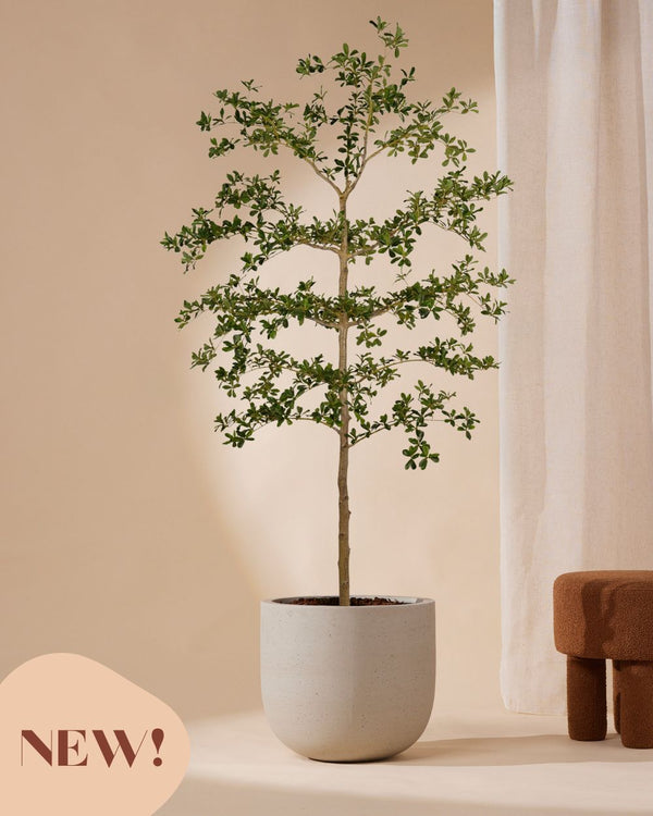 Artificial tree Bucida | 210 cm | Refined large green artificial tree ...