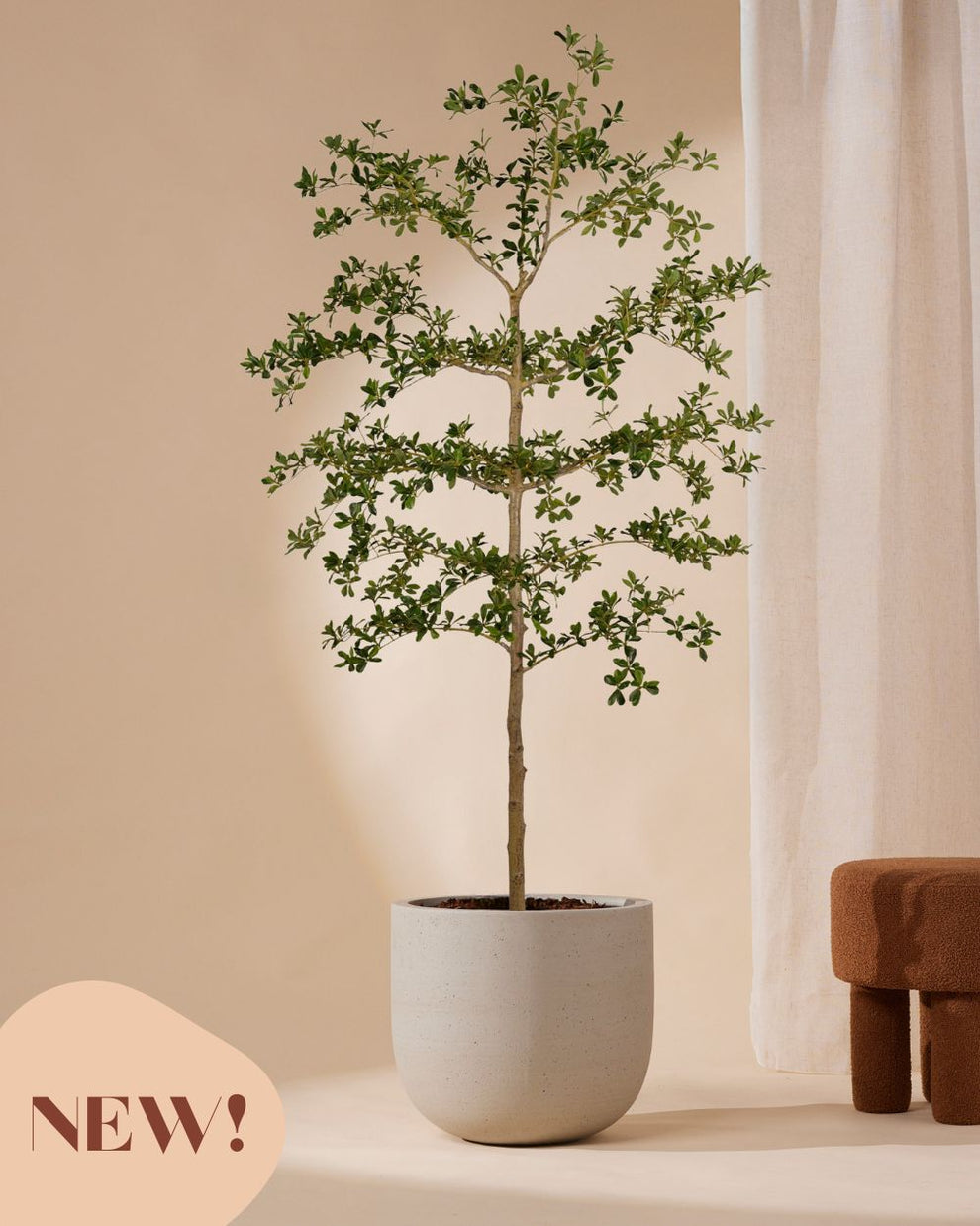 Artificial tree Bucida | 210 cm | Refined large green artificial tree ...