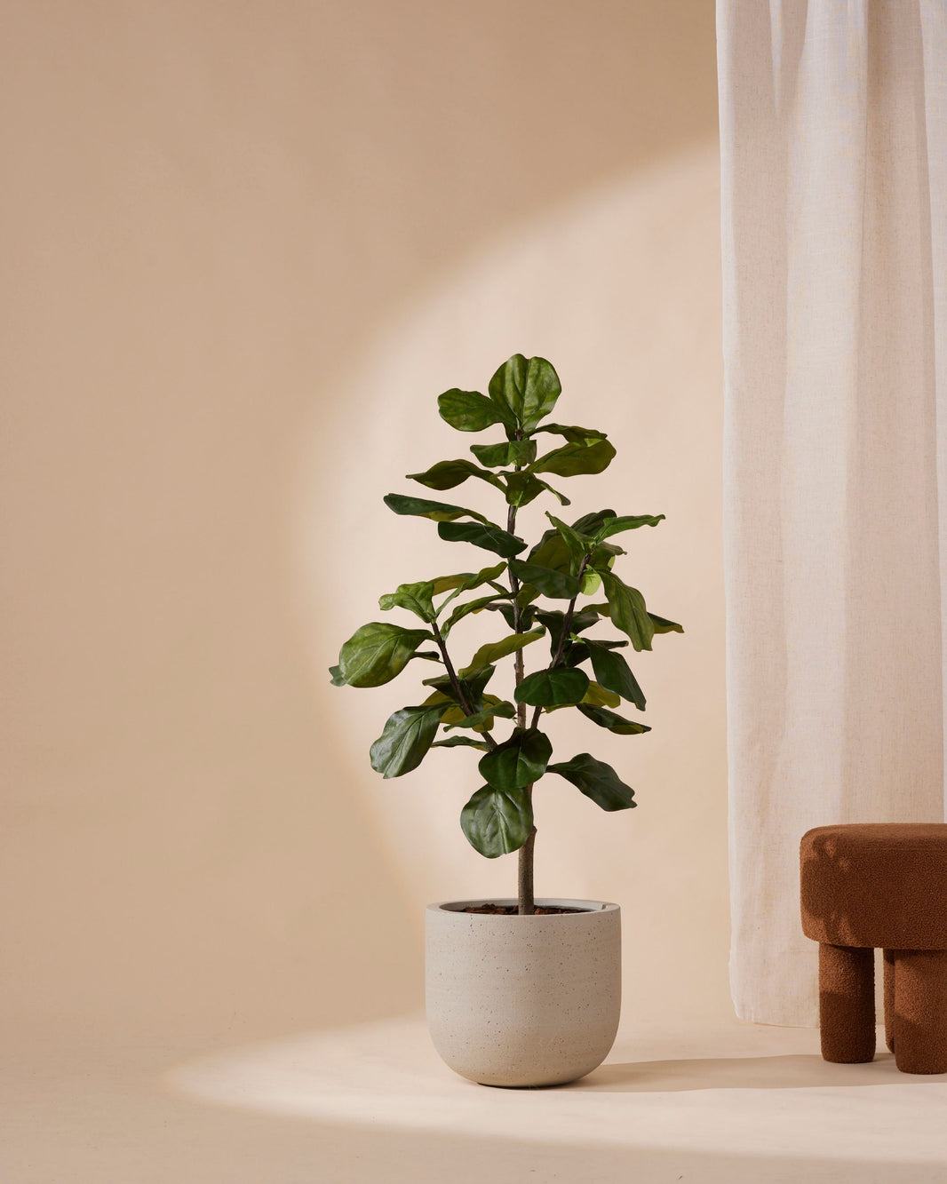 Funky Ficus - Kunstplant ficus lyrata en ficus pumila in verschillende ...